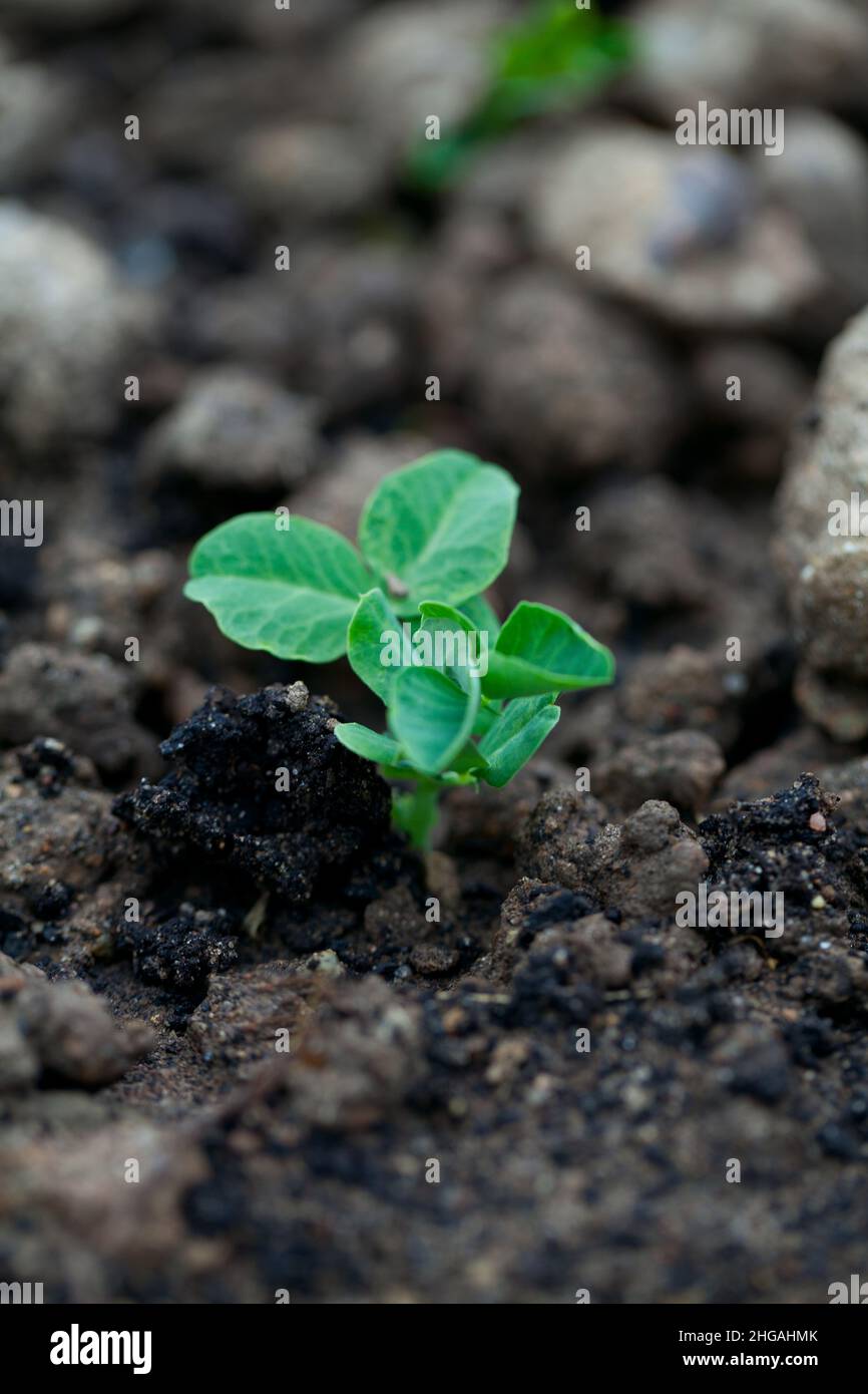 Pea seedling hi-res stock photography and images - Alamy