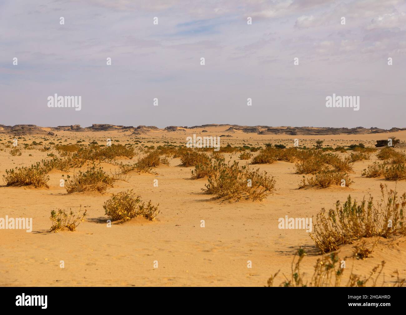 Dry landscape in the desert, Najran Province, Thar, Saudi Arabia Stock ...