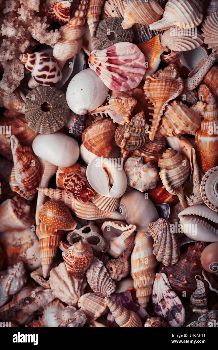 a lot of different empty sea shells, natural background, macro details ...