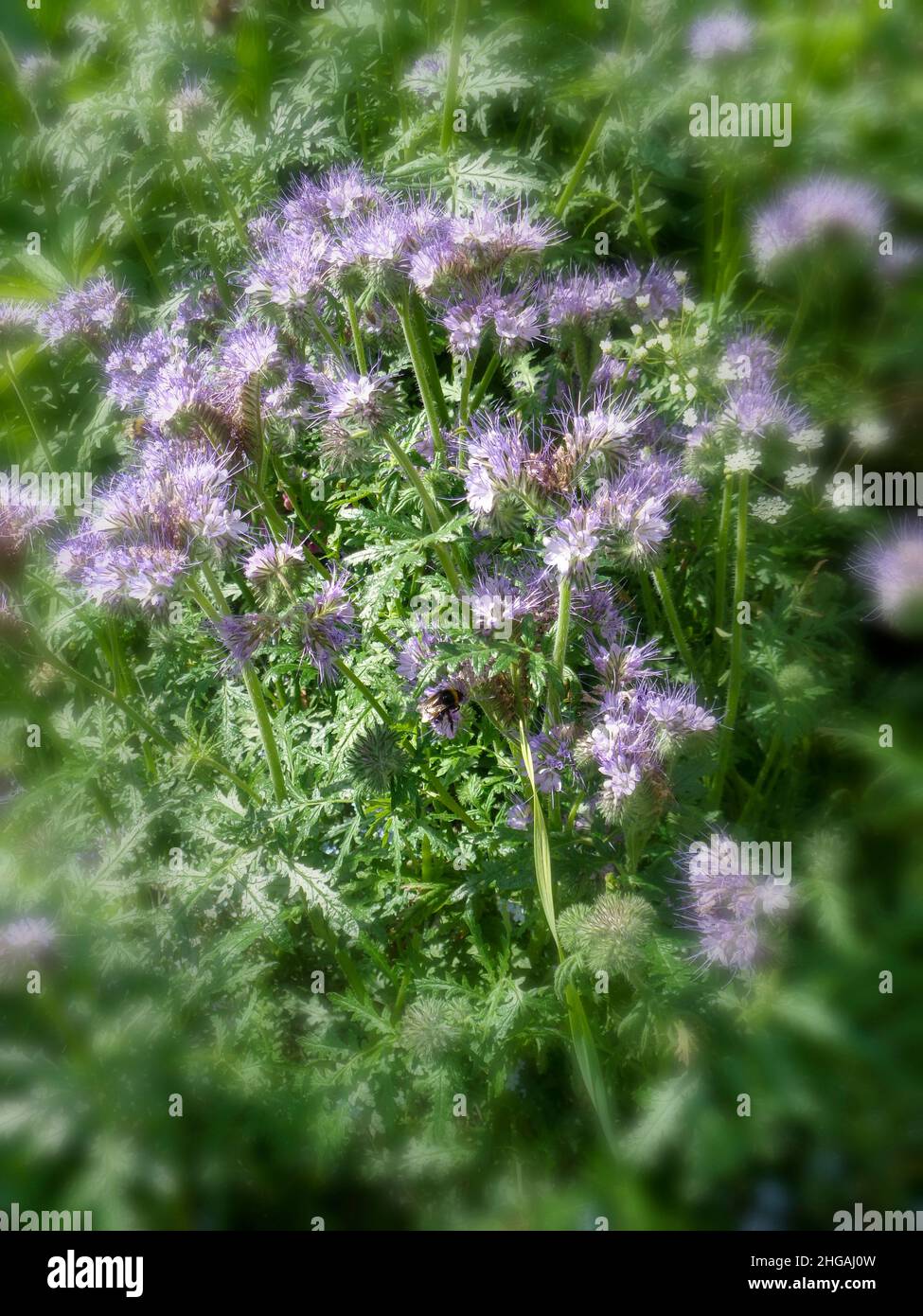 Pretty useful Phacelia Tanacetifolia flowering in bright sunshine ...