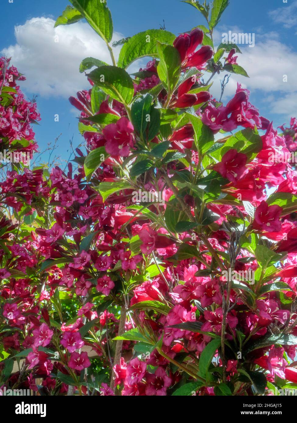 Prolific Weigela Plant in flower, natural garden plant / flowers ...