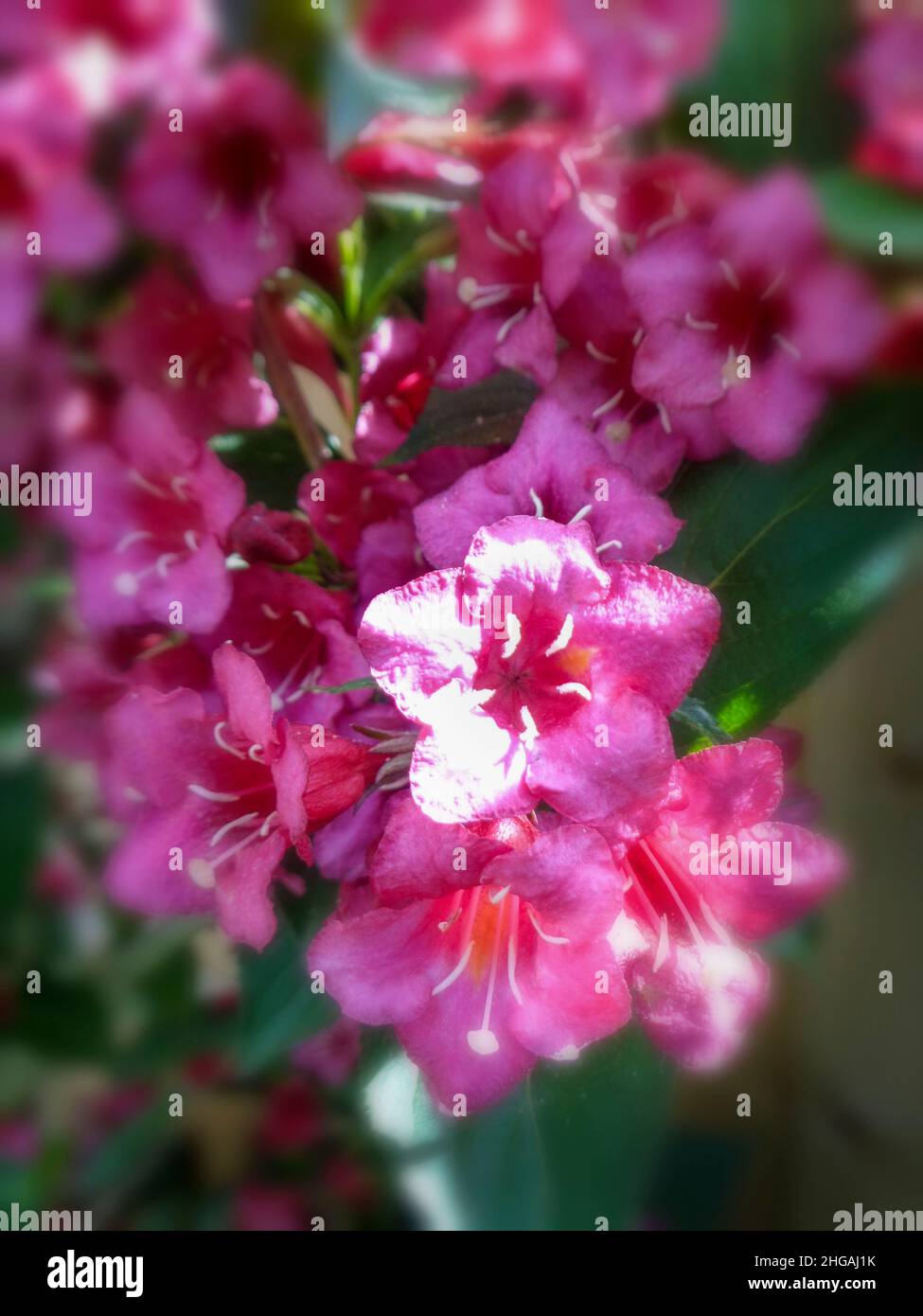 Prolific Weigela Plant in flower, natural garden plant / flowers ...