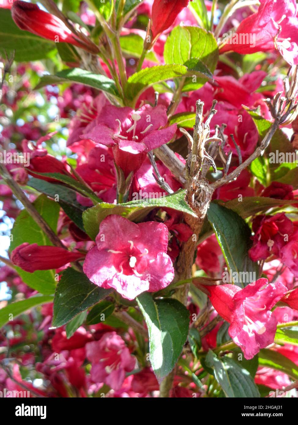 Prolific Weigela Plant in flower, natural garden plant / flowers ...