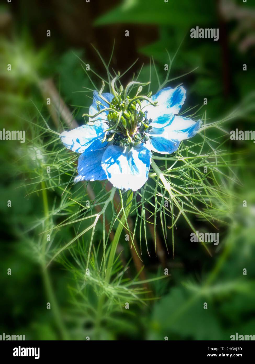 Wispy Nigella, Love-in-a-mist, flowers. Natural close-up plant portrait ...