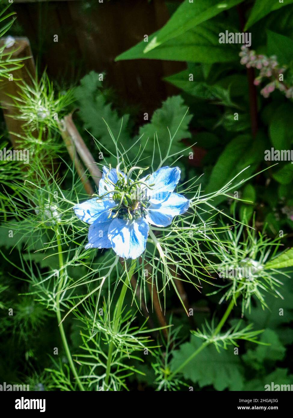 Wispy Nigella, Love-in-a-mist, flowers. Natural close-up plant portrait ...