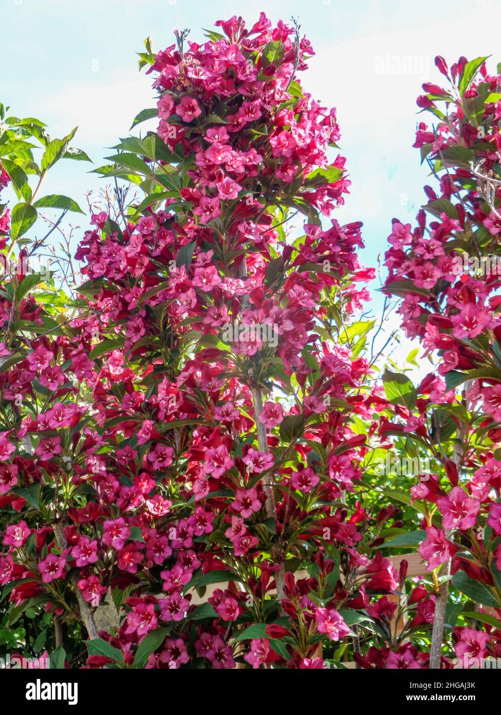 Prolific Weigela Plant in flower, natural garden plant / flowers ...