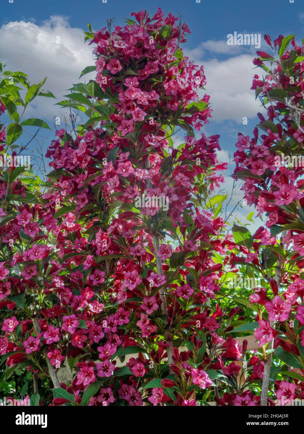 Prolific Weigela Plant in flower, natural garden plant / flowers ...