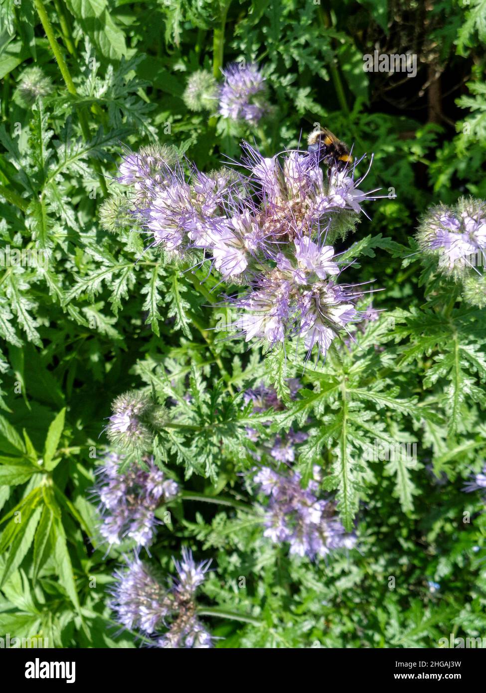 Pretty useful Phacelia Tanacetifolia flowering in bright sunshine ...