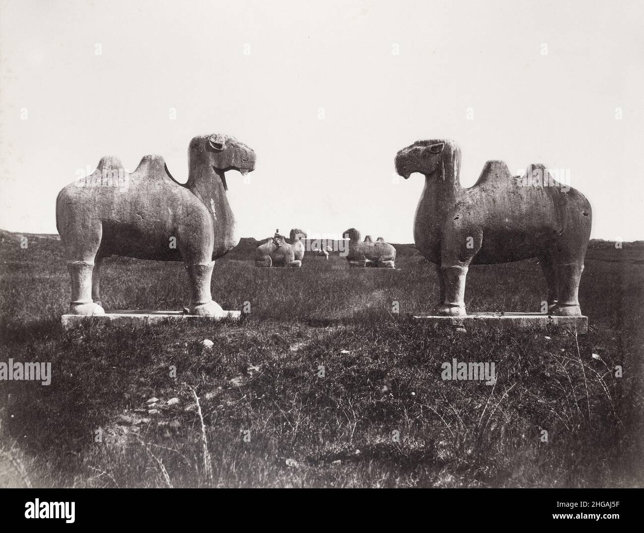 Vintage 19th century photograph - Stone camels, road to Ming Tombs ...