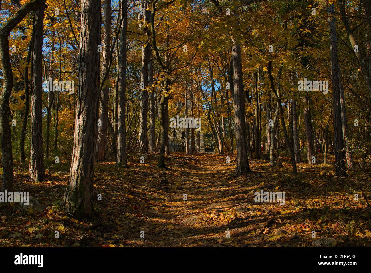 Autumn colors in the forest at Harzberg,Bad Vöslau,Lower Austria ...