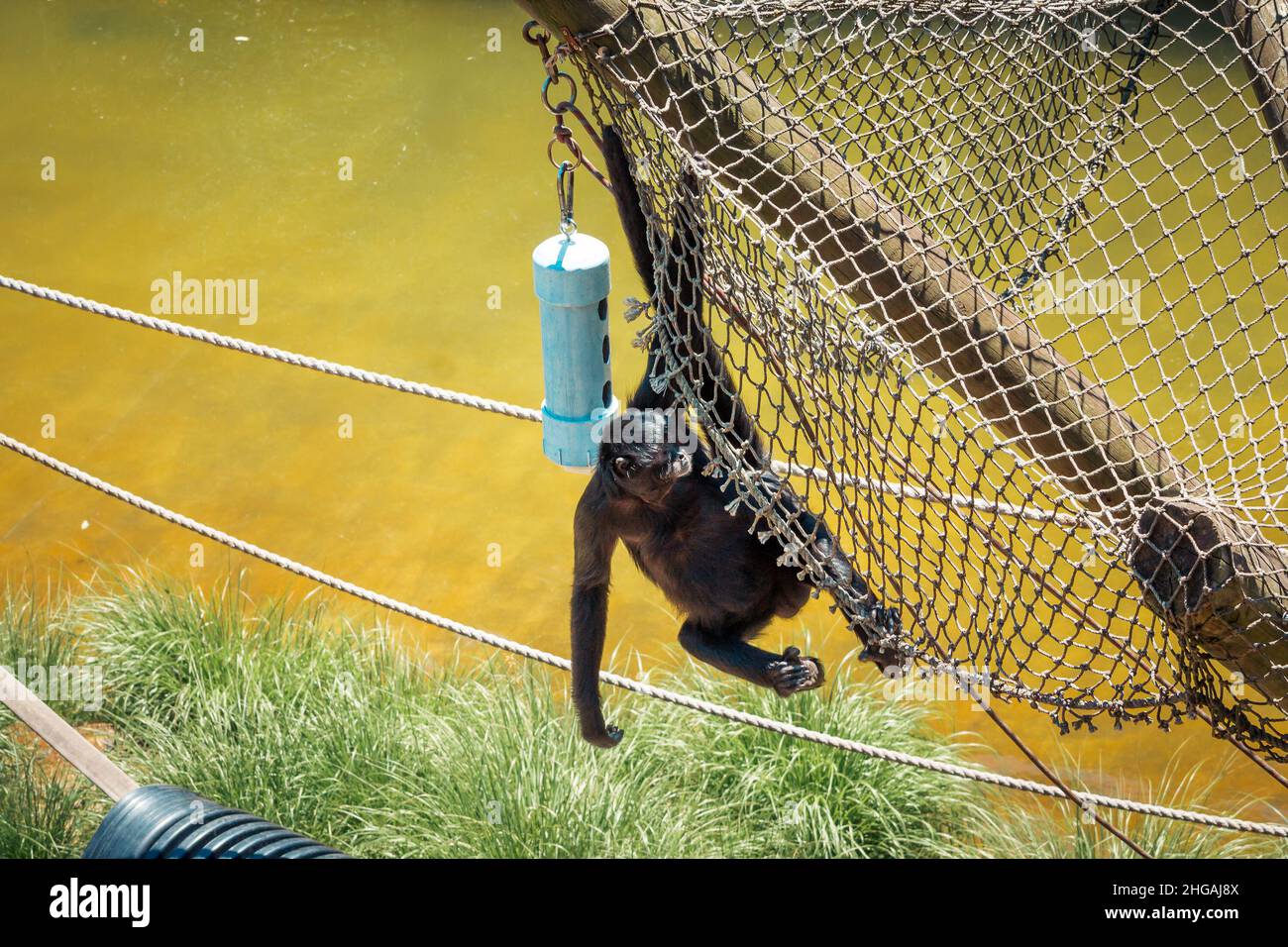 Spider monkey hanging off of netting in an enclosure at the zoo Stock ...