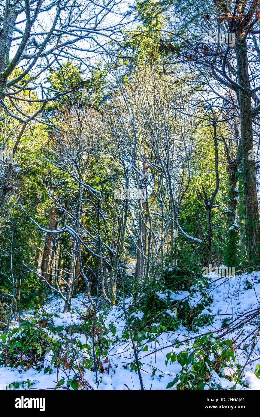 A view of snow in a forest in Burien, Washington Stock Photo - Alamy