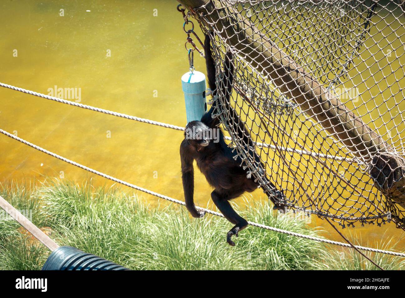 Spider monkey hanging off of netting in an enclosure Stock Photo - Alamy