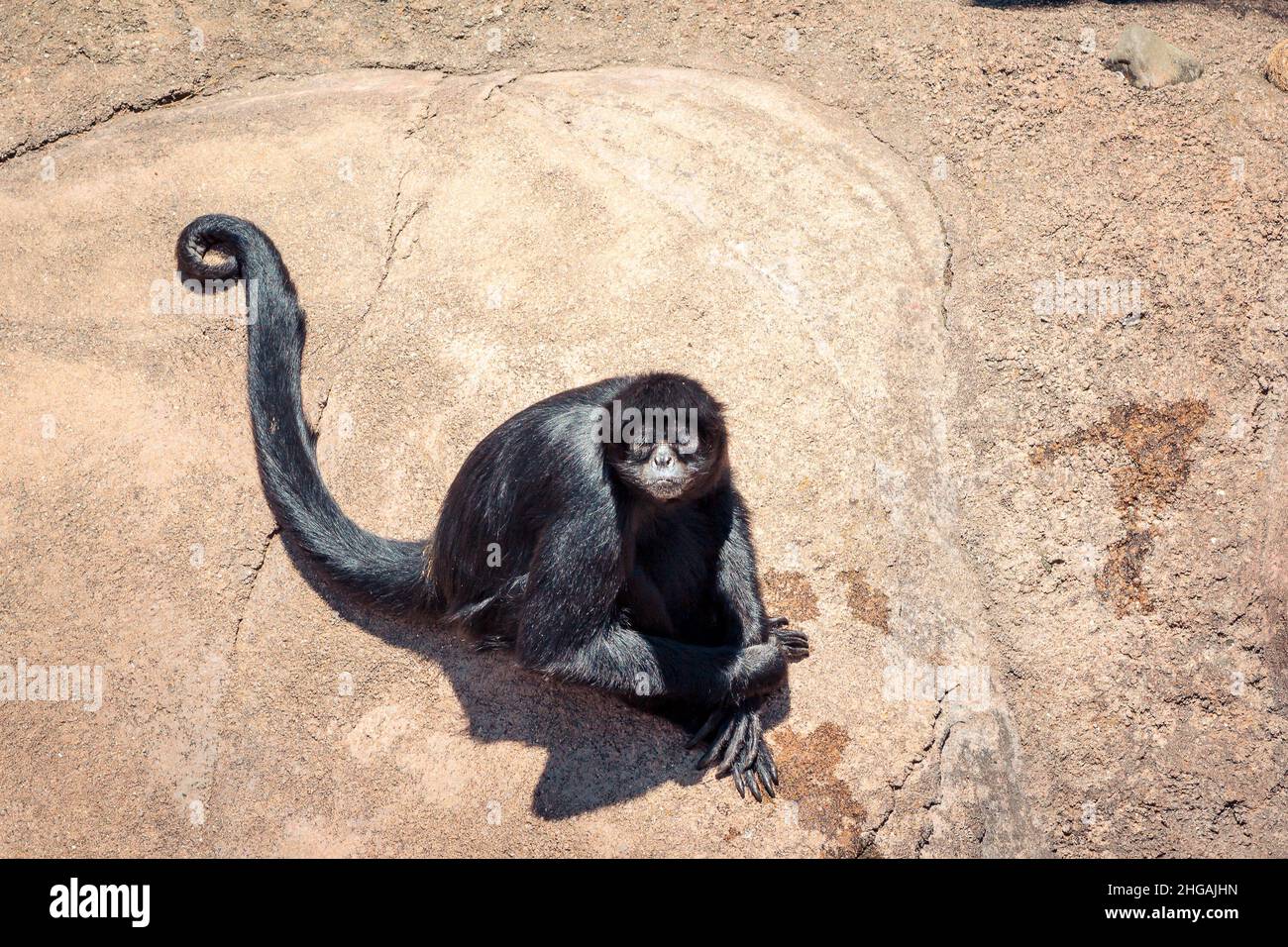 Monkey rock zoo exhibit hi-res stock photography and images - Alamy