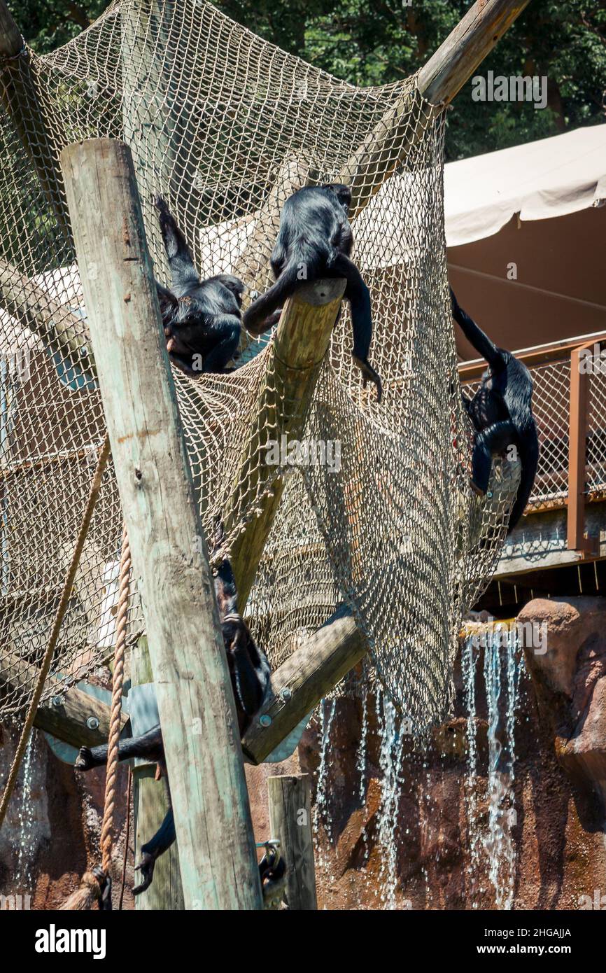 Spider monkeys zoo hi-res stock photography and images - Alamy