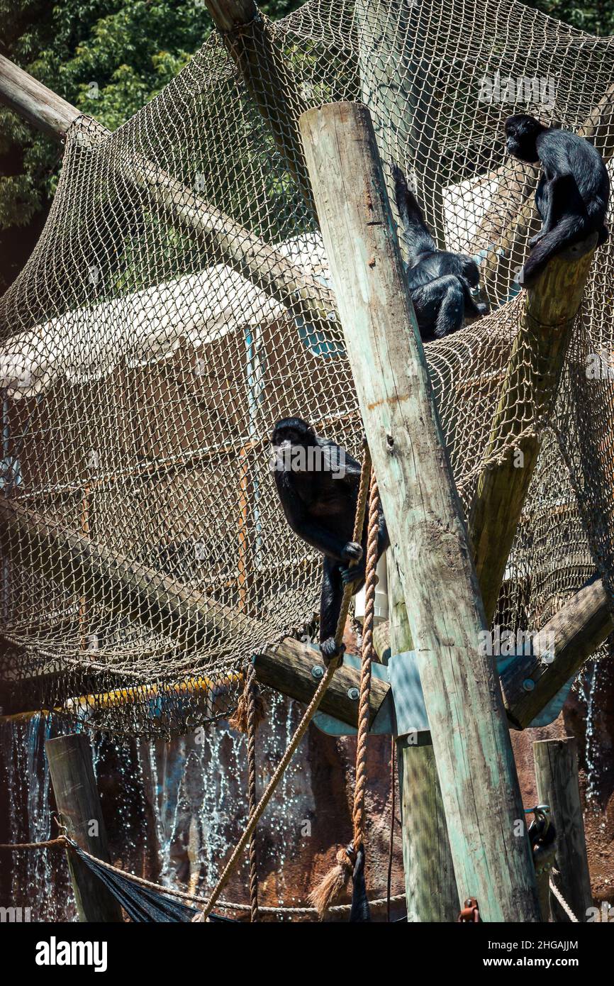 Spider monkeys hanging in the netting in their enclosure at the zoo ...