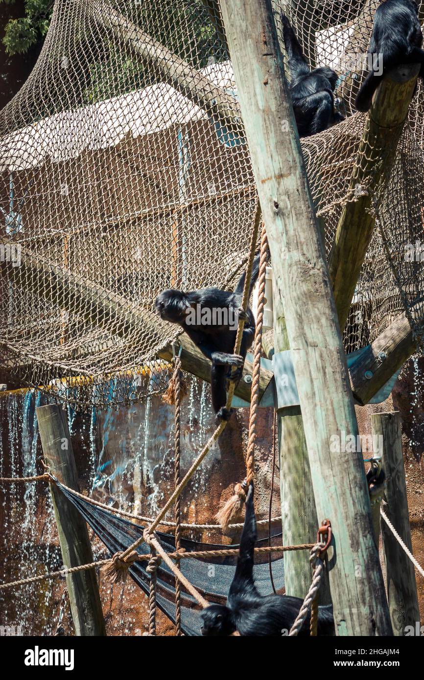Spider monkeys hanging in the netting in their enclosure Stock Photo ...