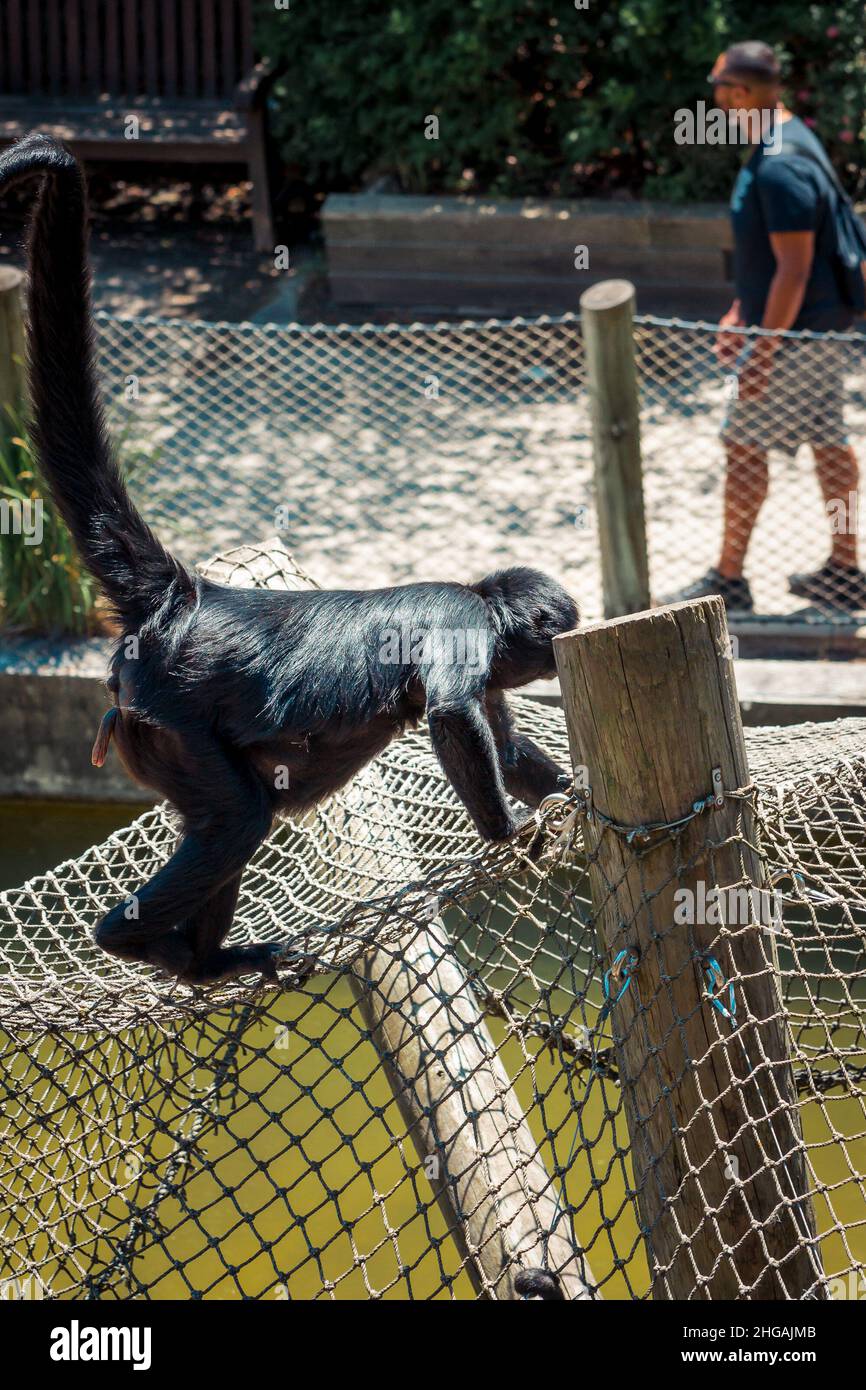 Spider monkeys roaming around their enclosure at the zoo Stock Photo ...