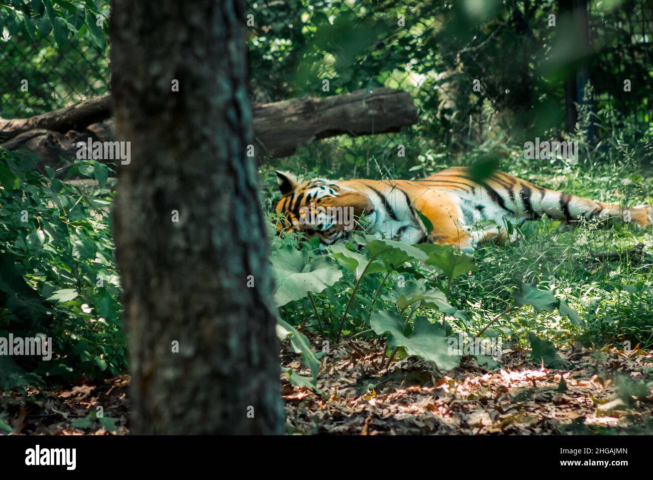 Zoo enclosure shade hi-res stock photography and images - Alamy
