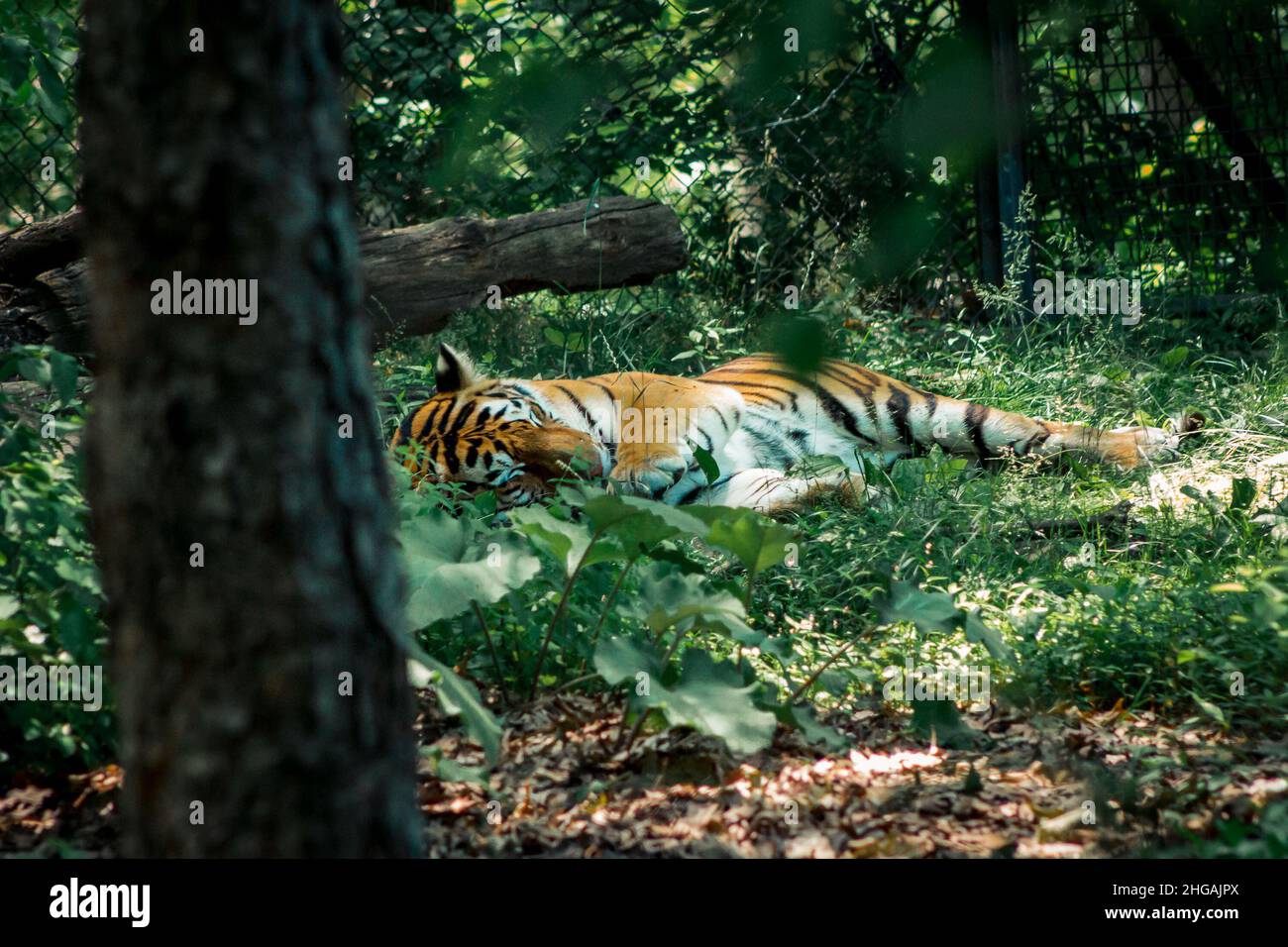 Tiger rolling hi-res stock photography and images - Alamy