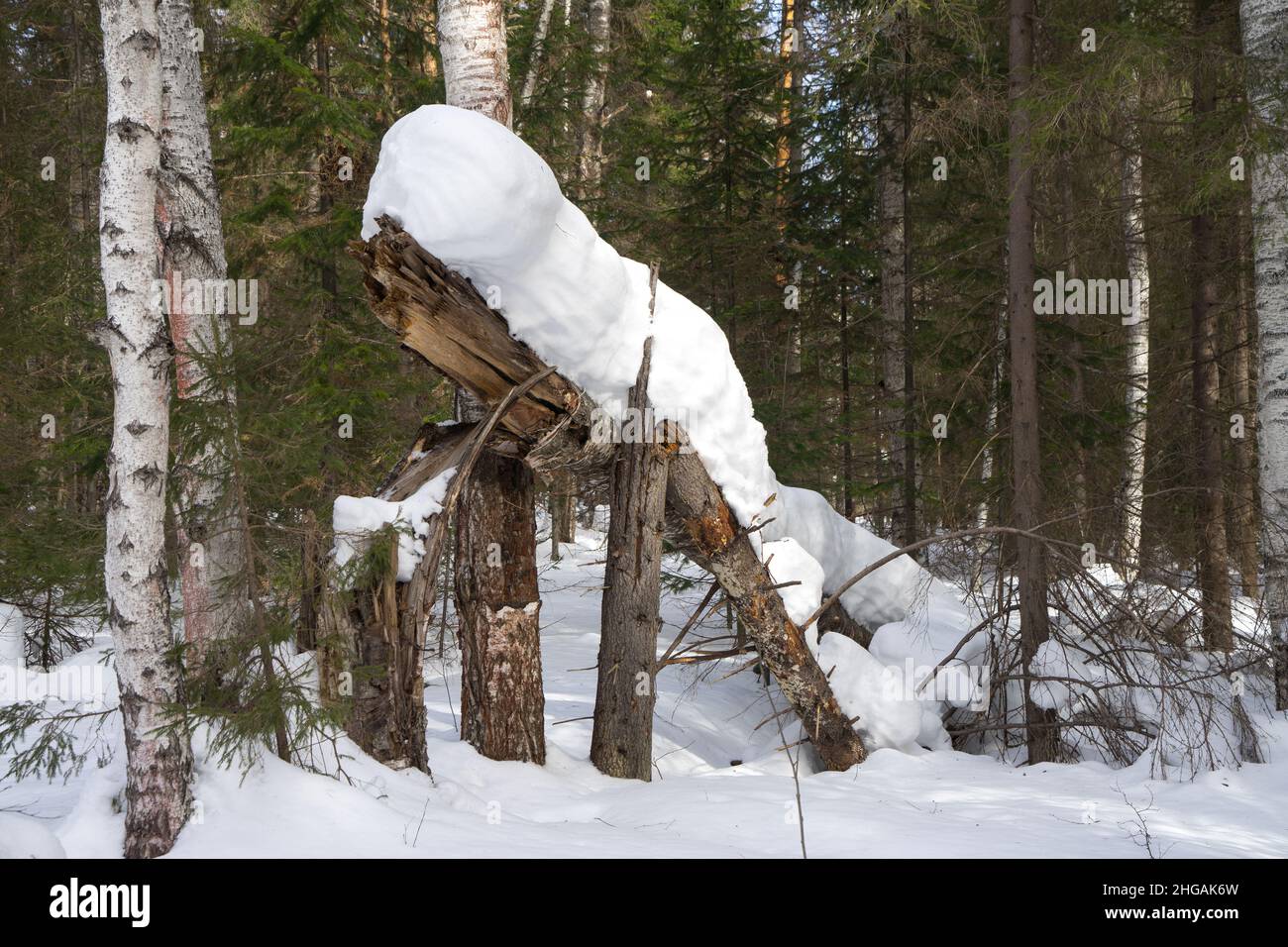 Trees broken in a snowfall in the forest under a layer of snow. Birches ...