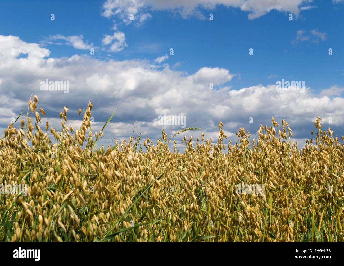 Summer sky and ripe oat Stock Photo - Alamy