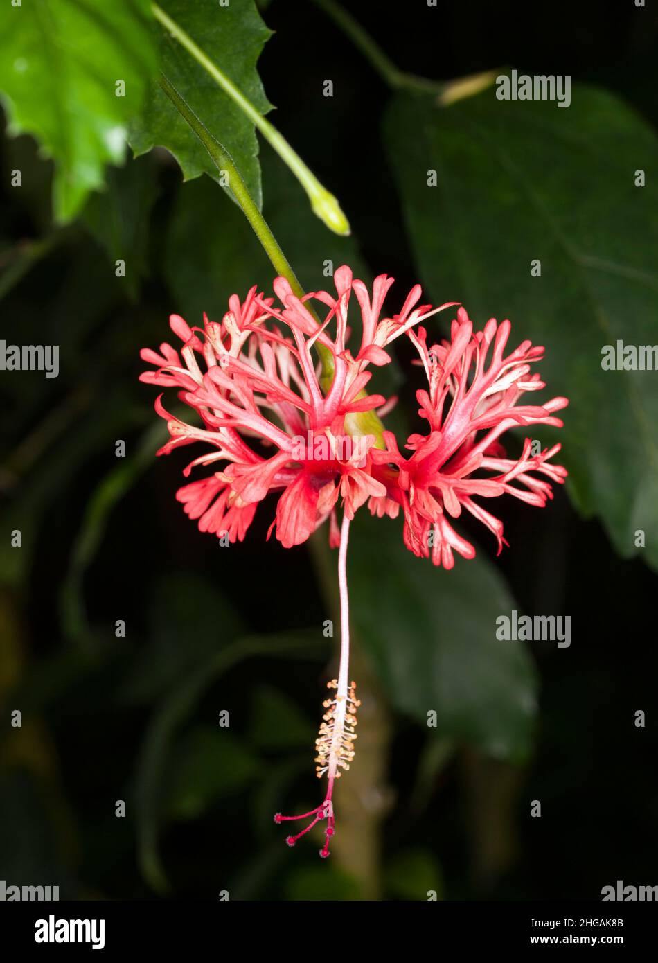 Coral hibiscus - Hibiscus schizopetalus Stock Photo - Alamy