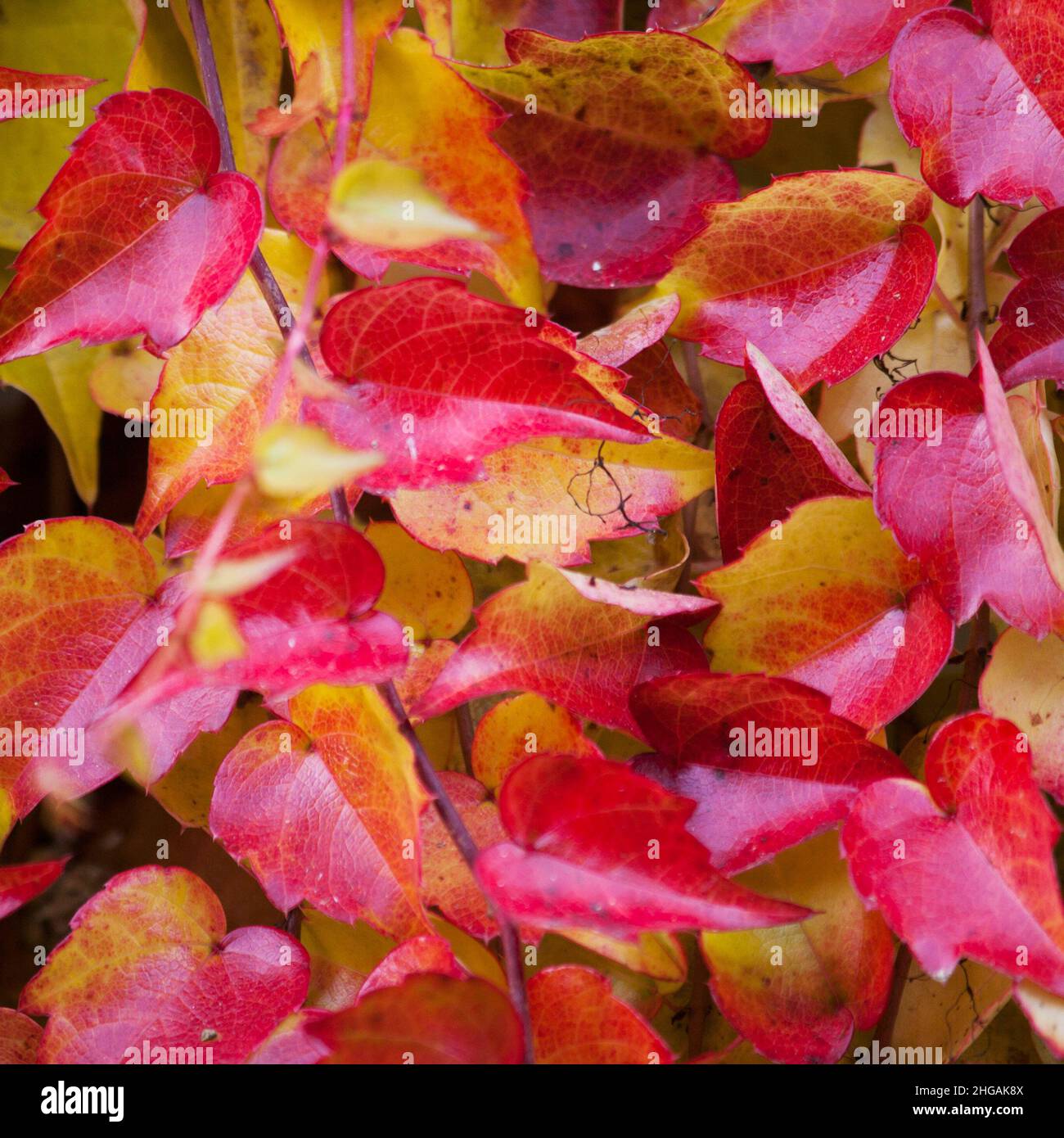 Japanese creeper - Parthenocissus tricuspidata grown as a climbing ...