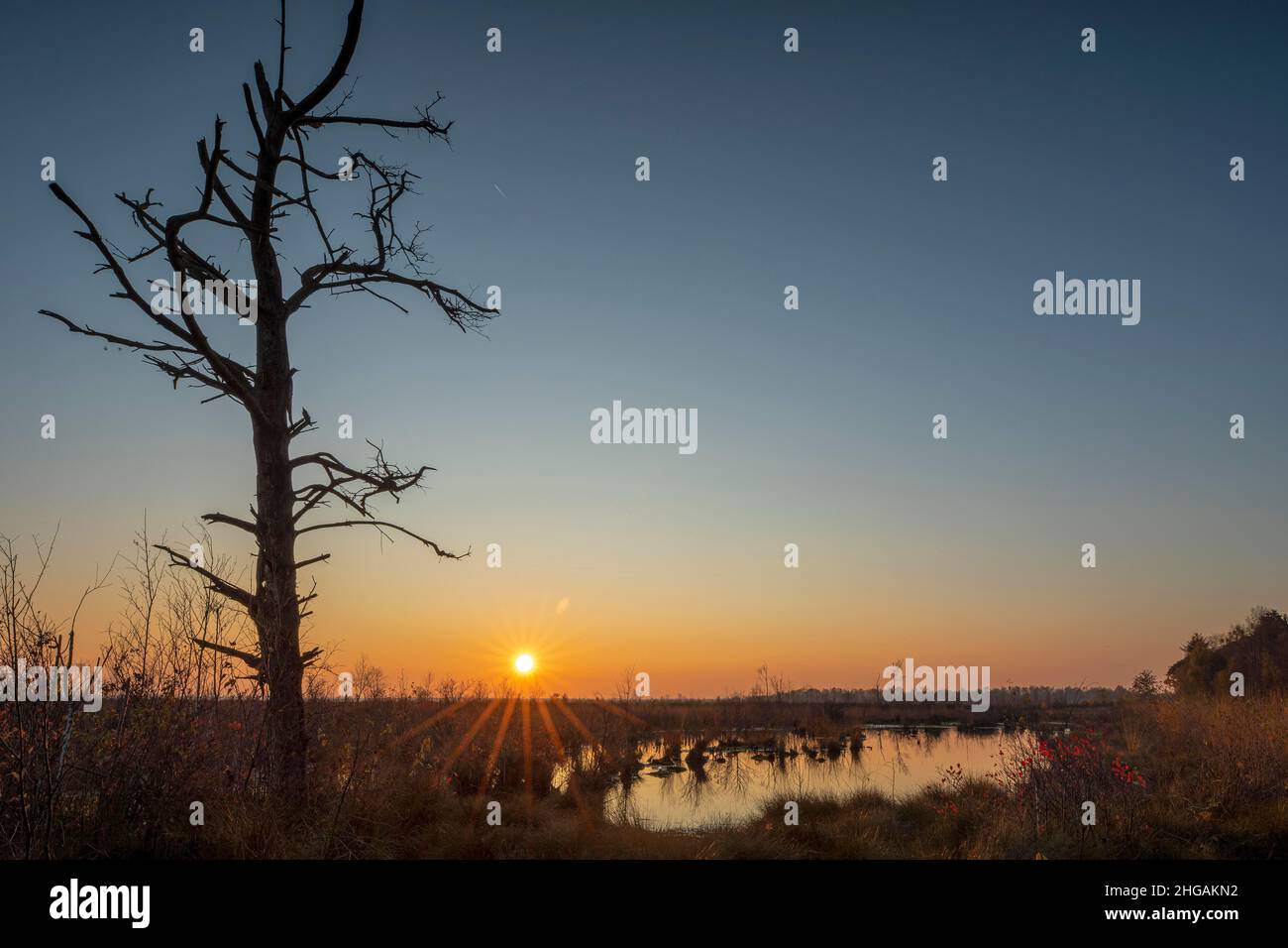 Goldenstedt Moor, setting sun, small pond with old oak, Lower Saxony ...
