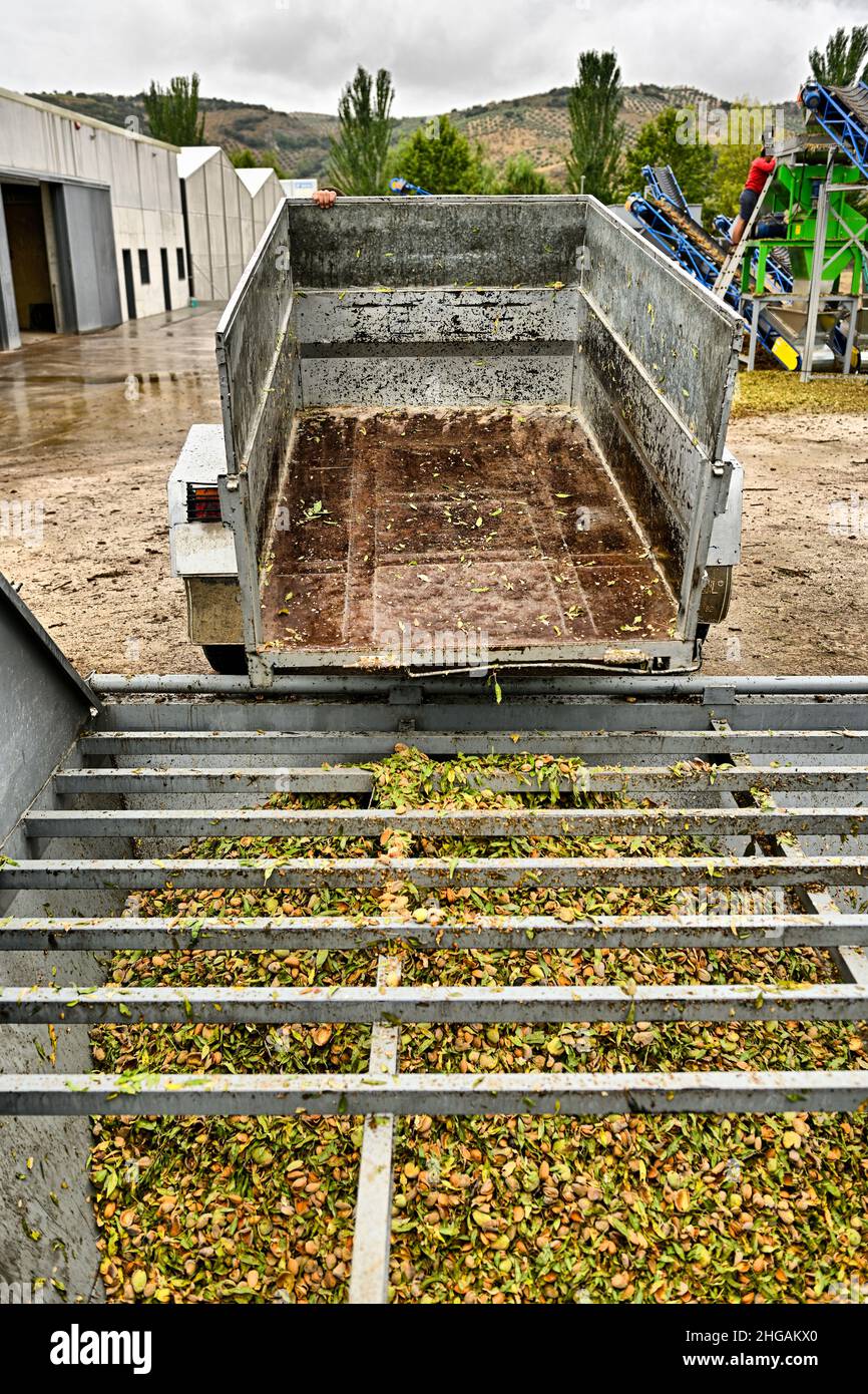 Unloading a trailer of almonds for cleaning Stock Photo - Alamy