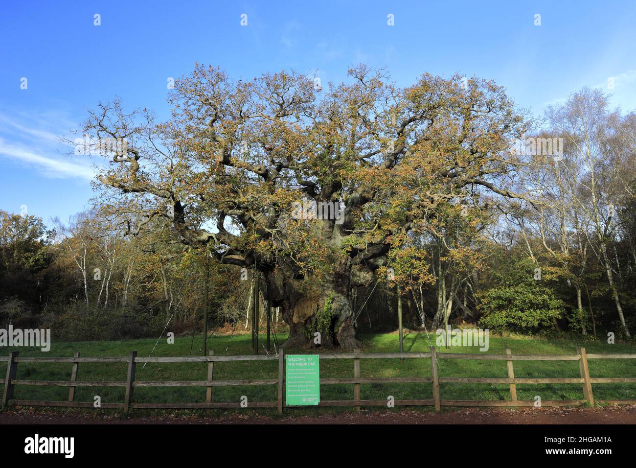 Englands oldest oak tree hi-res stock photography and images - Alamy
