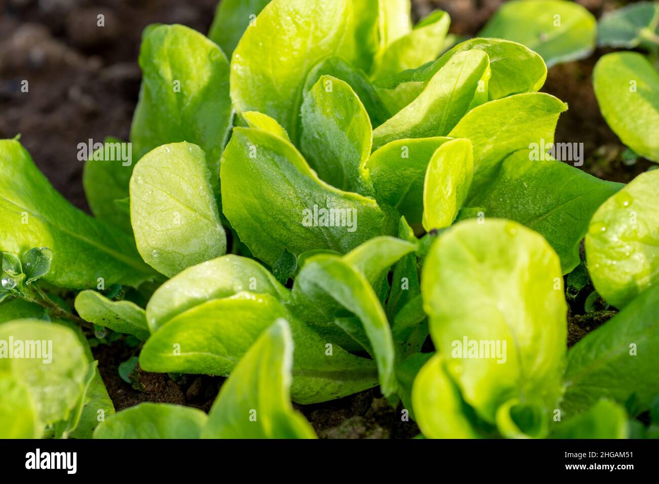 Lettuce seedlings seedling hi-res stock photography and images - Alamy