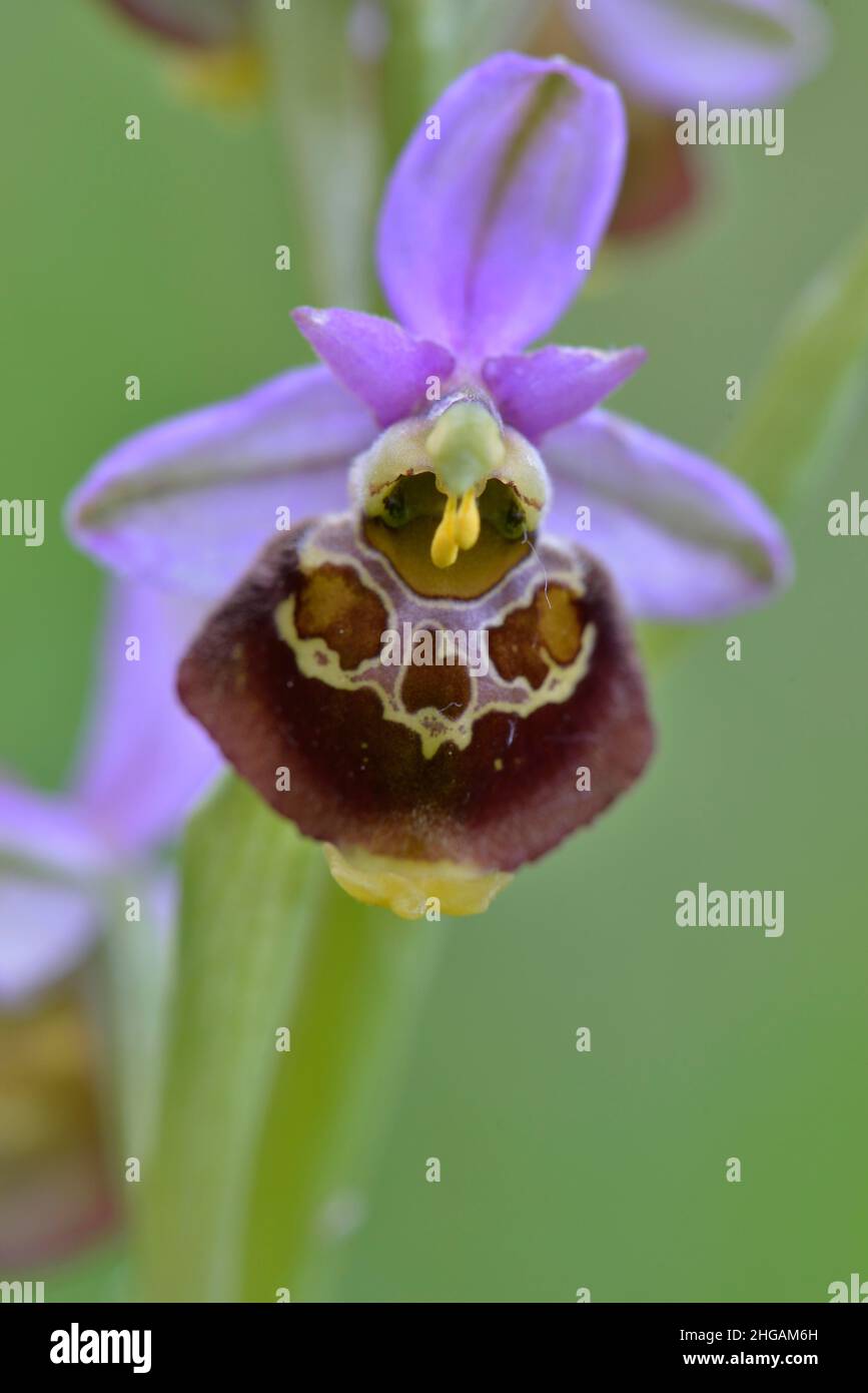 Southern spider orchid flower hi-res stock photography and images - Alamy