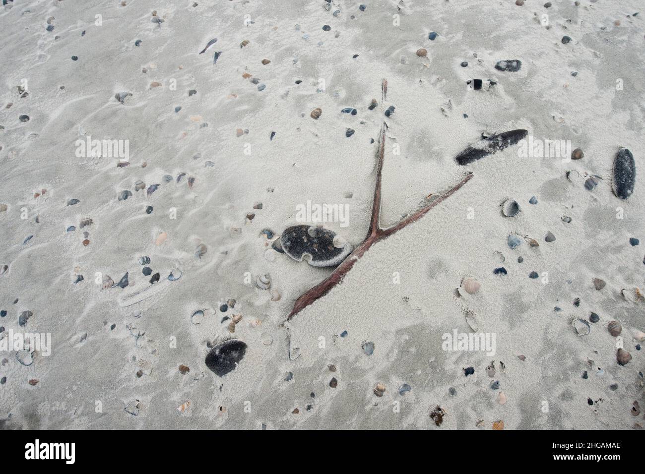 Beach Still Life, Shells and Wood on the Beach, Langeoog, Lower Saxony ...