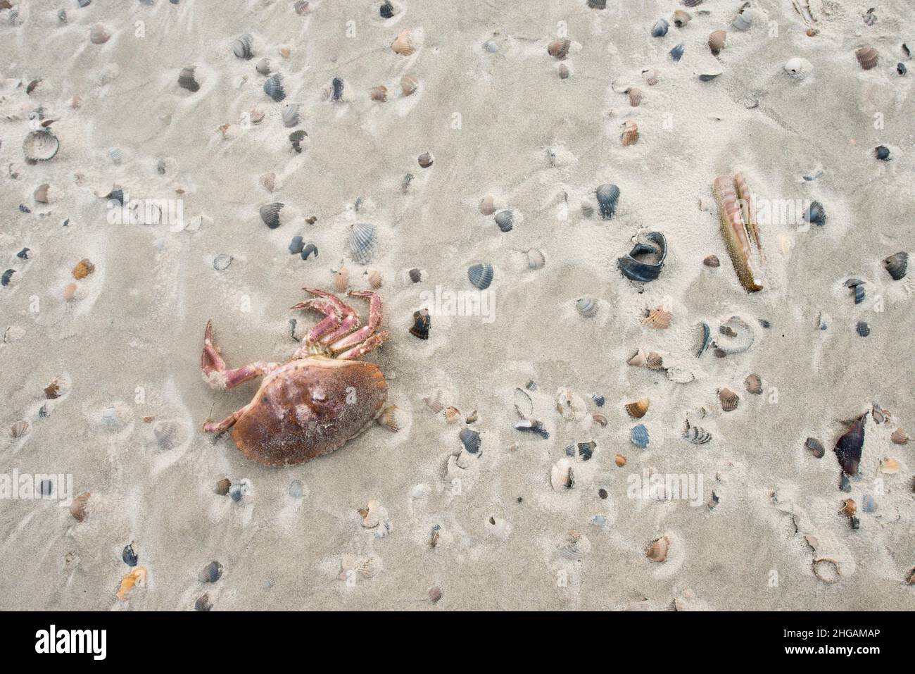 Dead european green crab (Carcinus maenas) between mussel shells on the ...