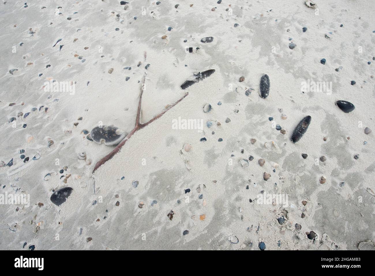 Beach Still Life, Shells and Wood on the Beach, Langeoog, Lower Saxony ...