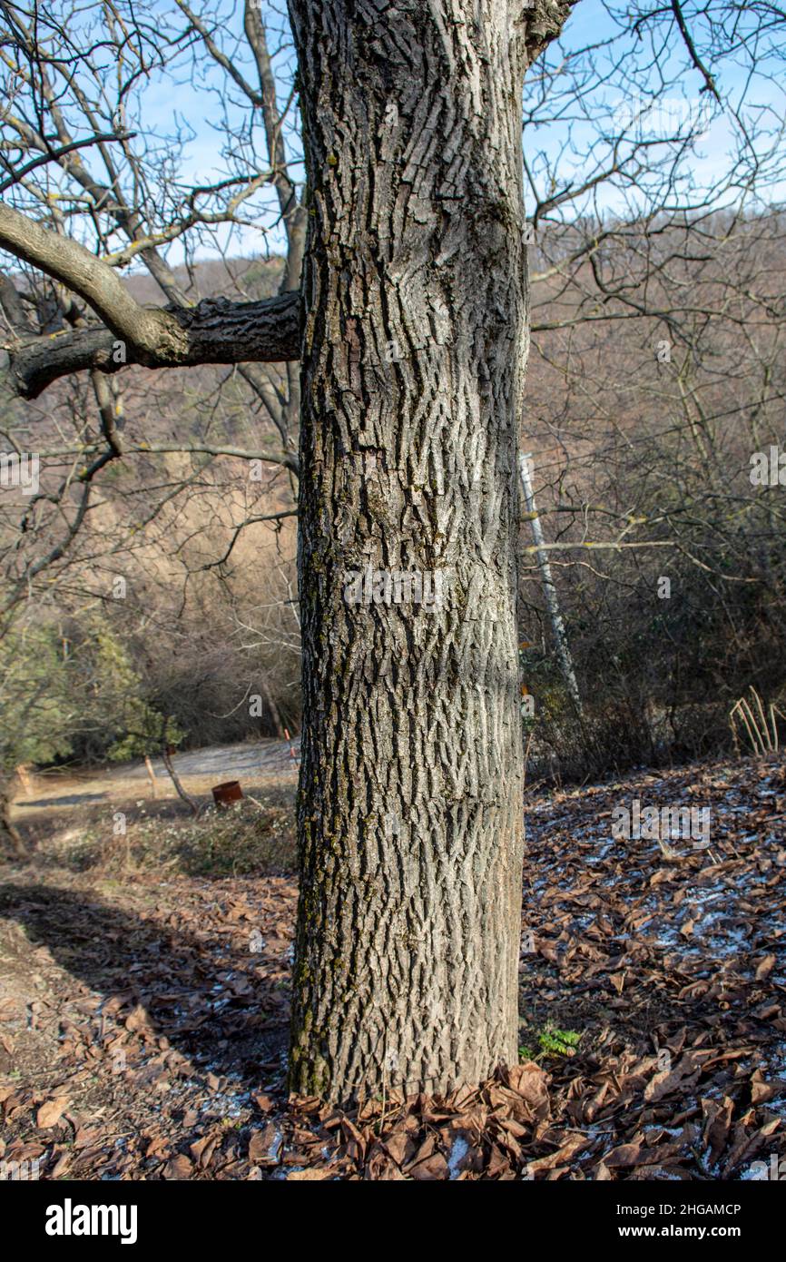 Walnut tree (Juglans regia) trunk.The tree i also known as Persian ...
