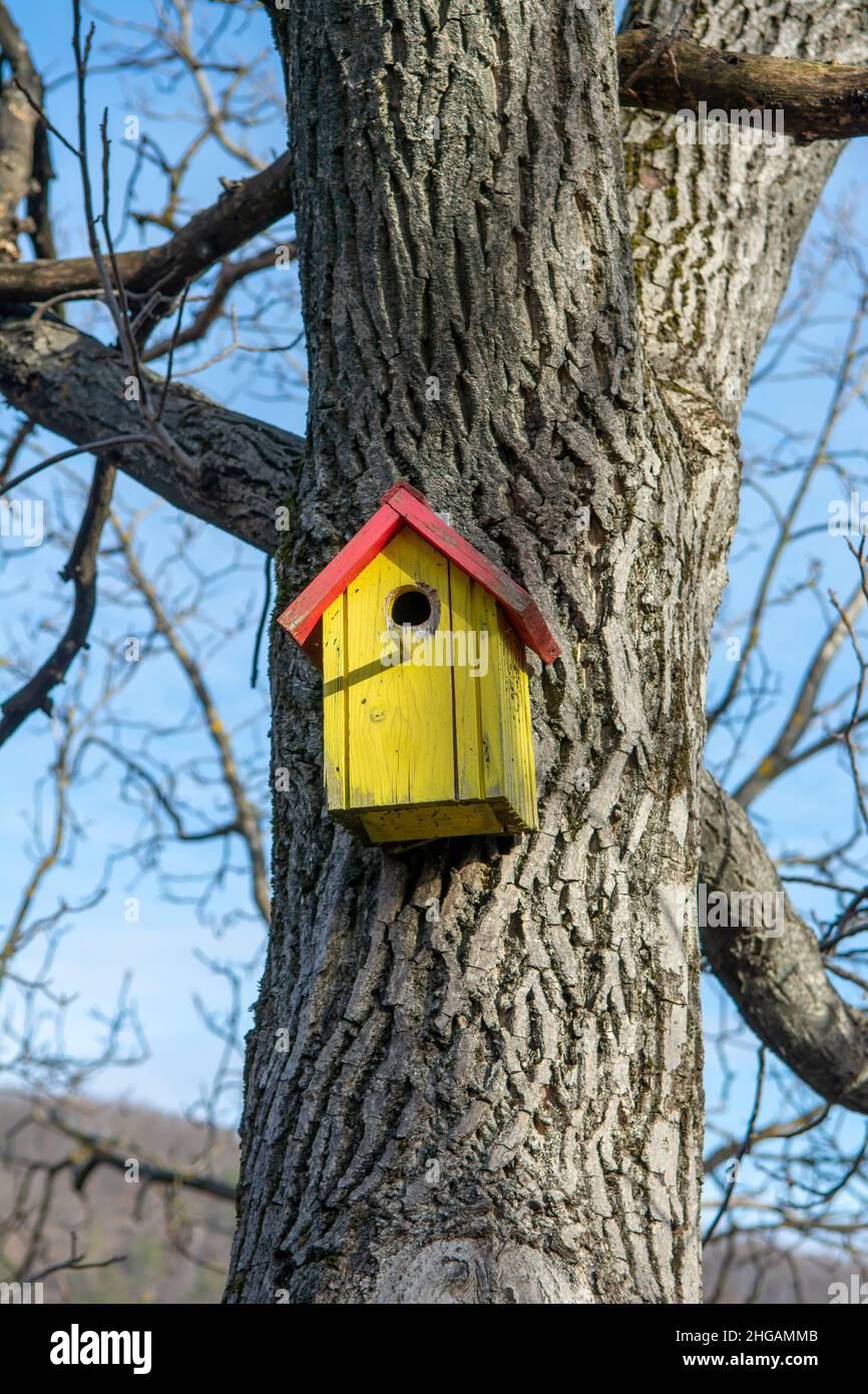Walnut tree (Juglans regia) trunk.The tree i also known as Persian ...