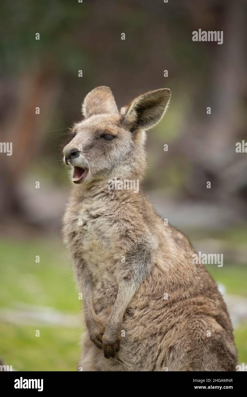 Eastern grey kangaroo (Macropus giganteus) adult yawning, Victoria ...