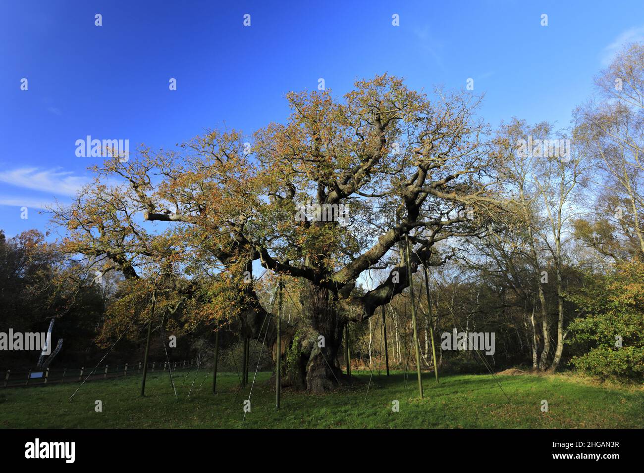 Autumn colours over the Major Oak Tree, Sherwood Forest SSSI ...
