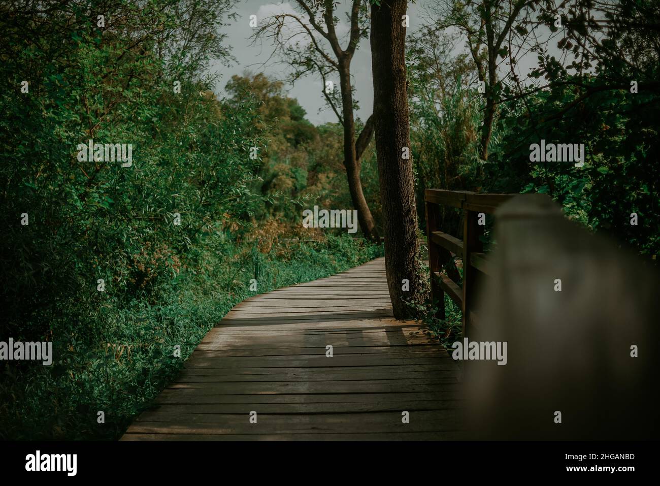 Beautiful road made of wood in the forest Stock Photo - Alamy