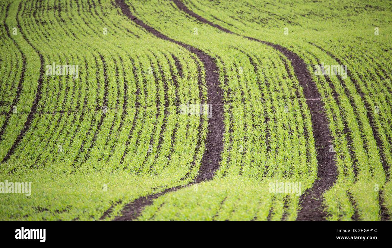 Winter crop in field. UK Stock Photo - Alamy
