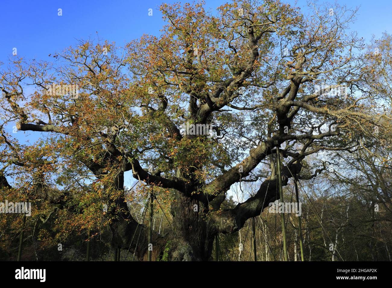 Autumn colours over the Major Oak Tree, Sherwood Forest SSSI ...