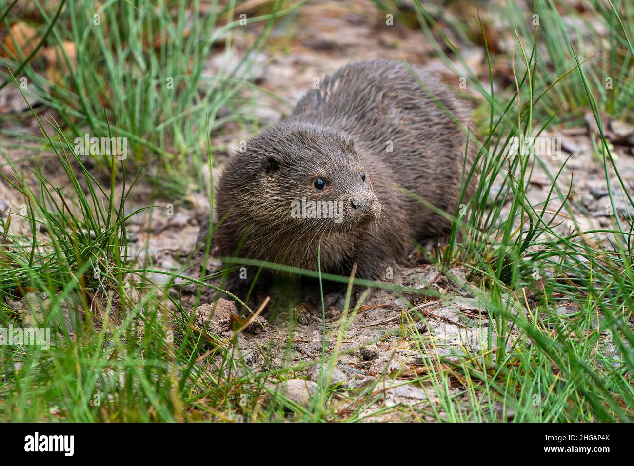 European otter (Lutra lutra) young in a meadow, captive Stock Photo - Alamy