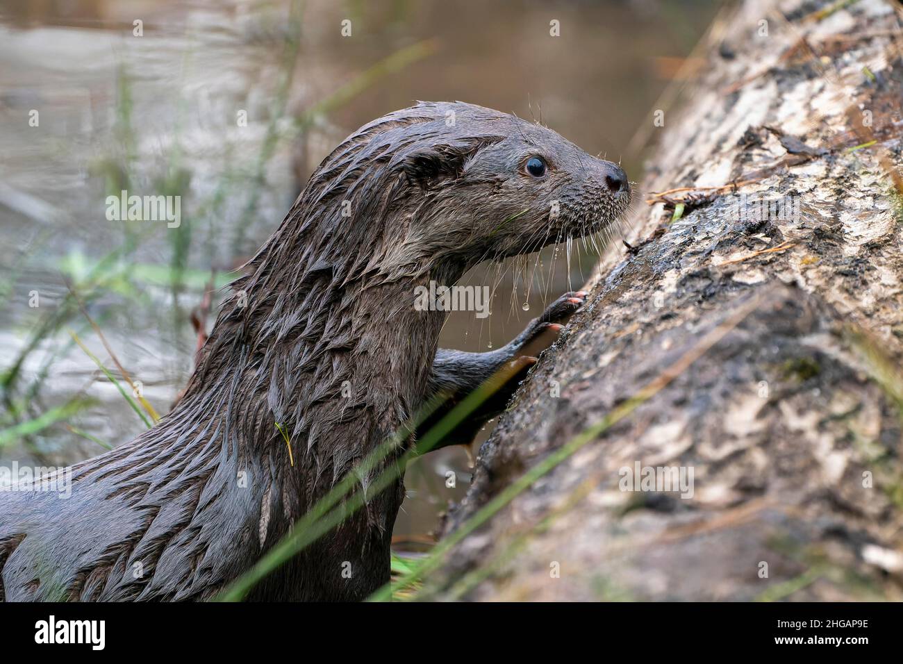 Young european otter (Lutra lutra), at a pond, captive Stock Photo - Alamy