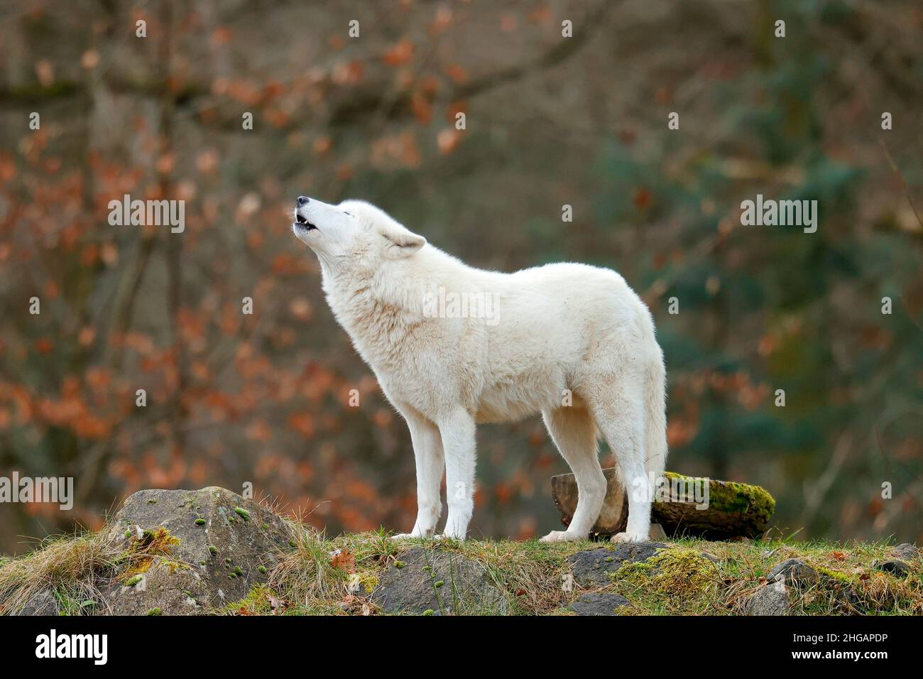 Arctic Wolf Howling Wallpaper