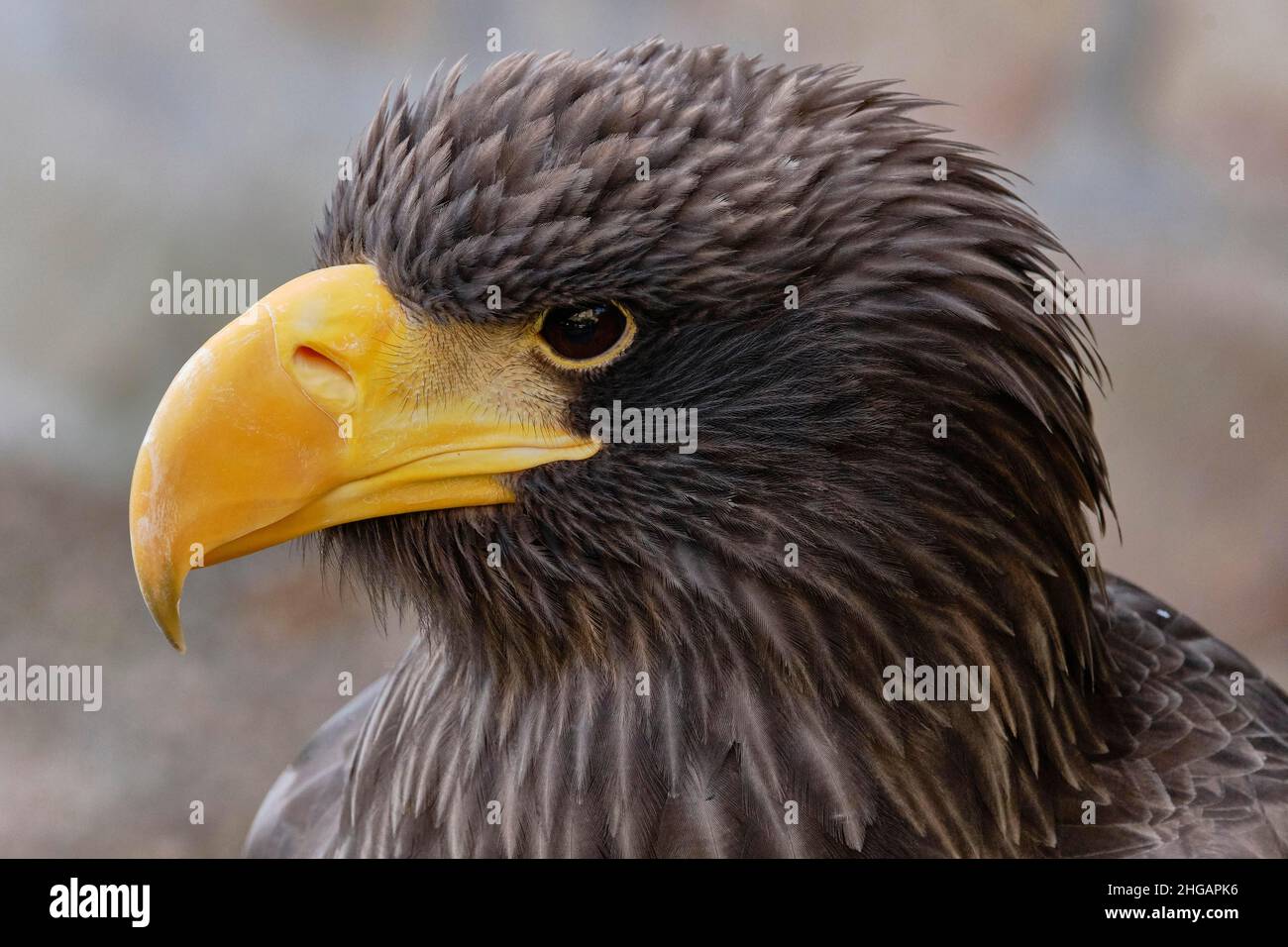 Golden eagle (Aquila chrysaetos), Vogelwarte Guttenberg, BW, Germany ...
