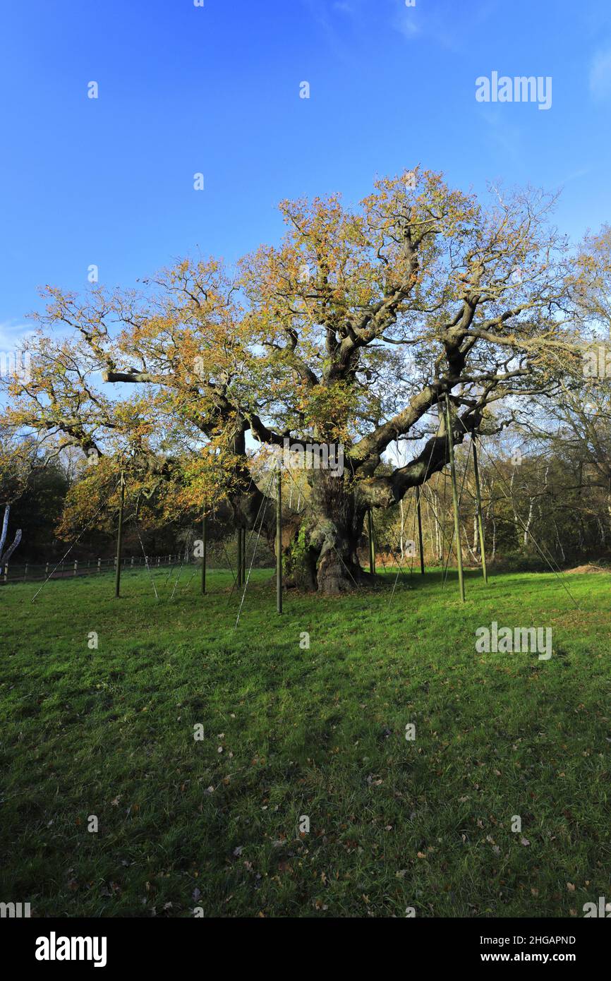 Englands oldest oak tree hi-res stock photography and images - Alamy