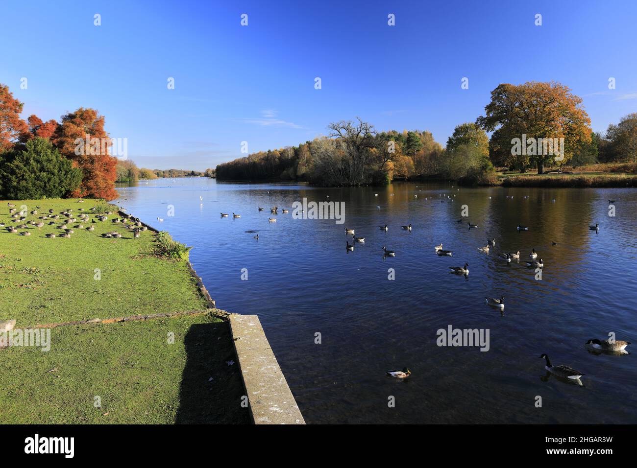 Autumn colours over the lake at Clumber Park, Nottinghamshire, England ...