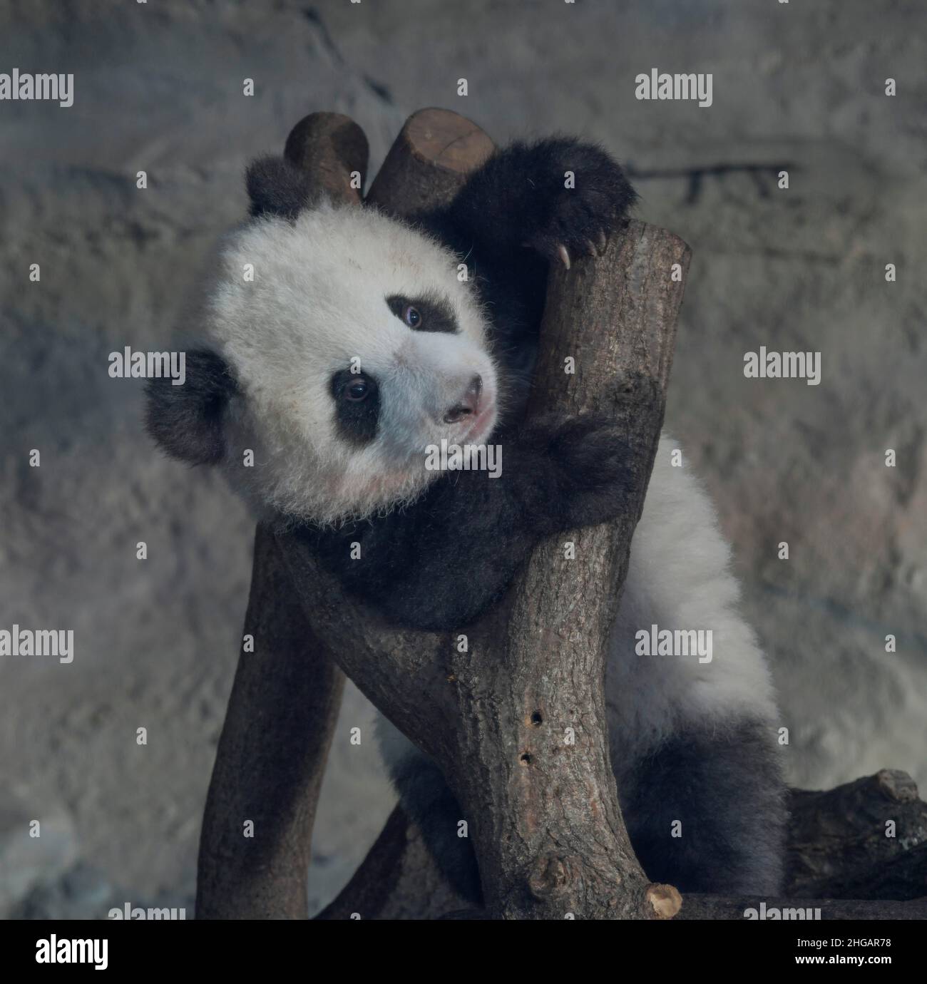Young panda hi-res stock photography and images - Alamy